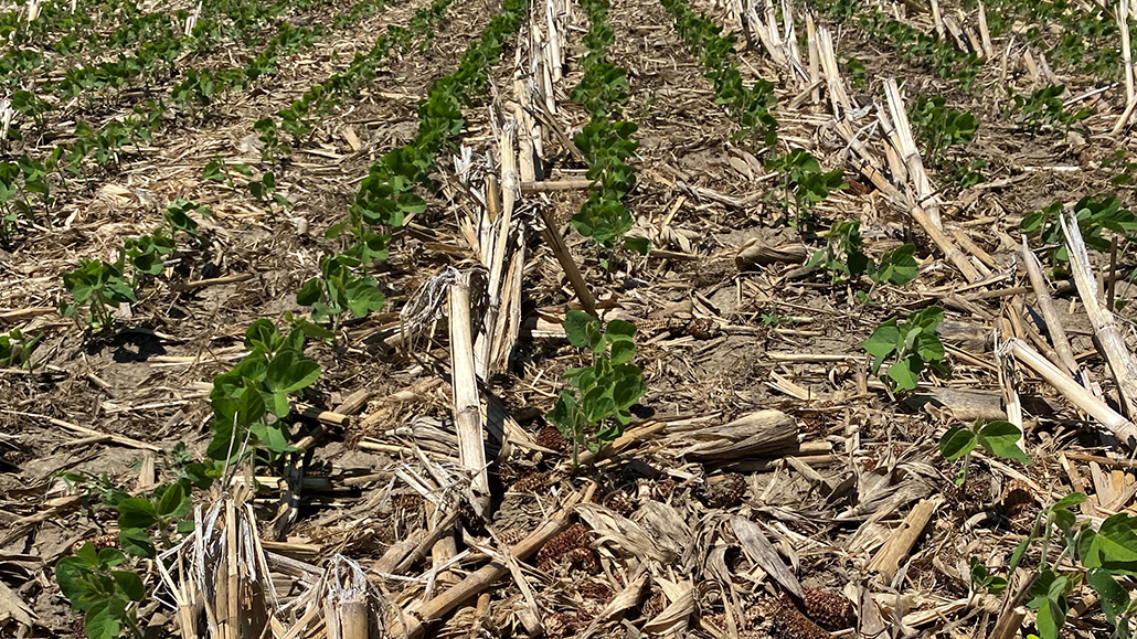 No-till soybeans - Ontario Grain Farmer