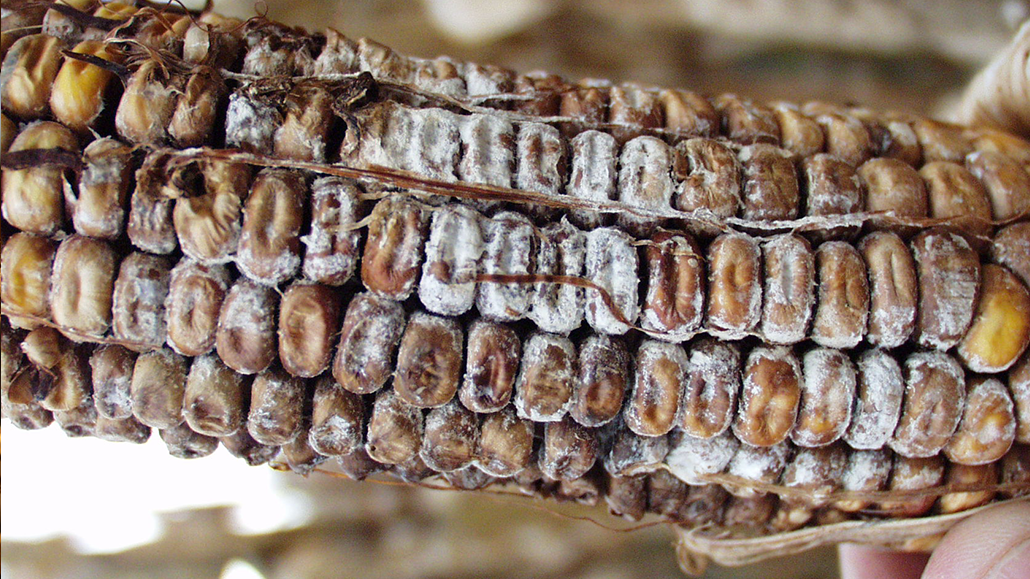 Taking the fight to Fusarium - Ontario Grain Farmer
