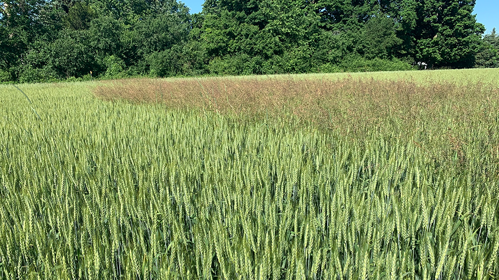 Managing bluegrass - Ontario Grain Farmer