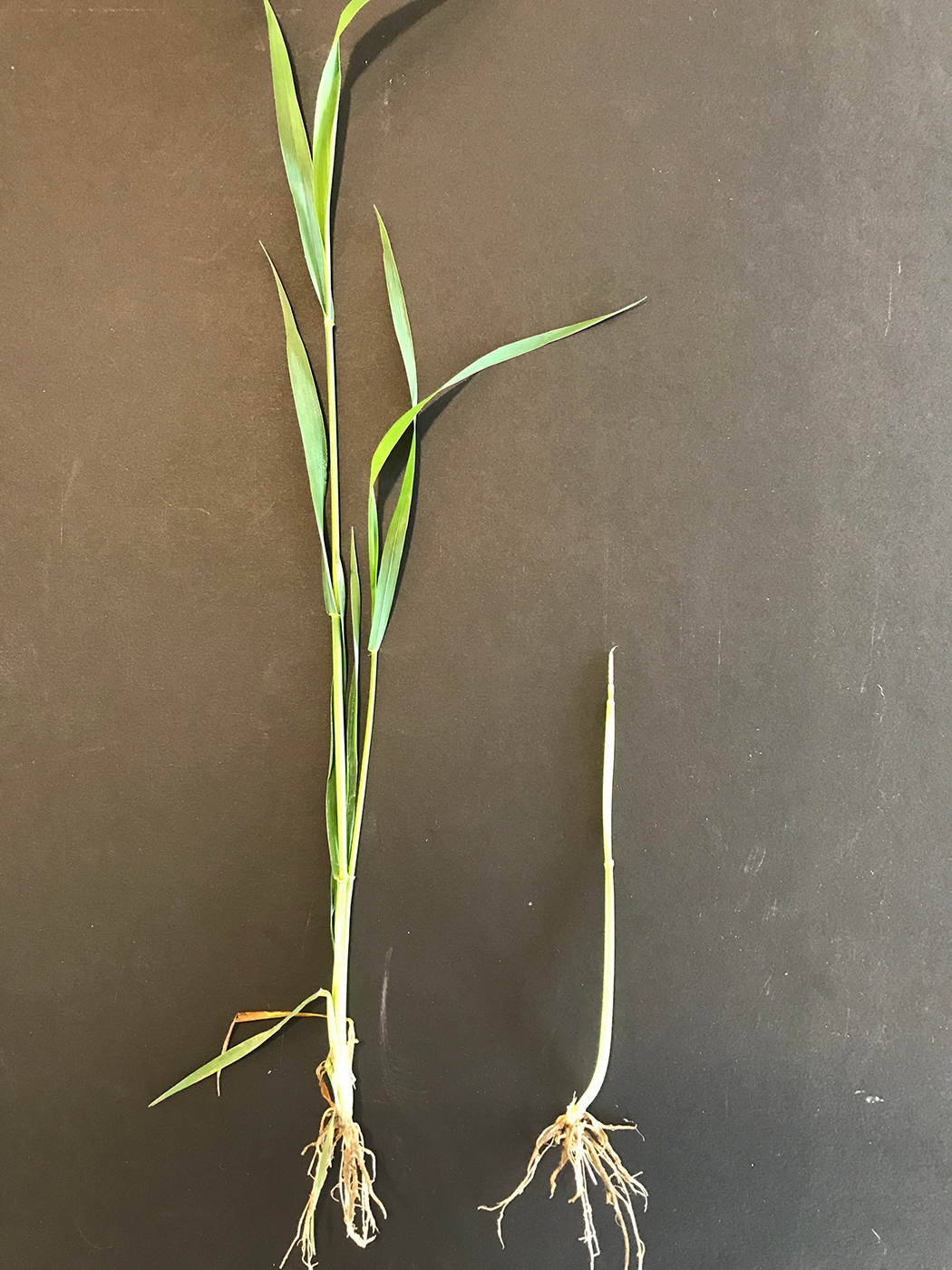 Field observations - Ontario Grain Farmer