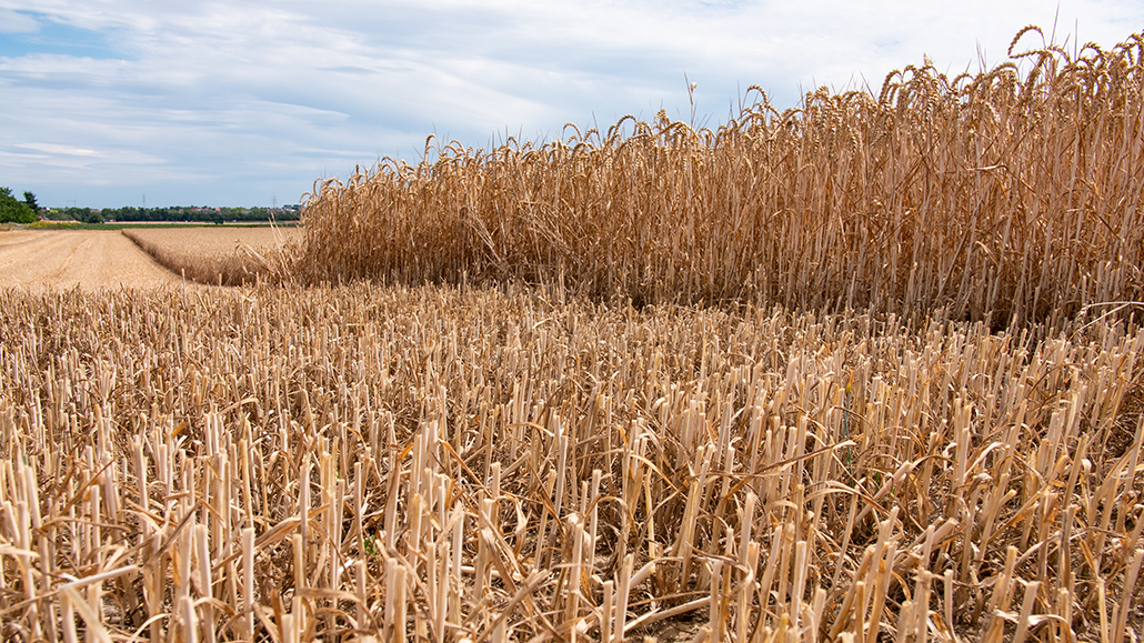 The magazine of Grain Farmers of Ontario - Ontario Grain Farmer