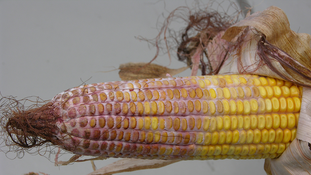 Testing for DON - Ontario Grain Farmer