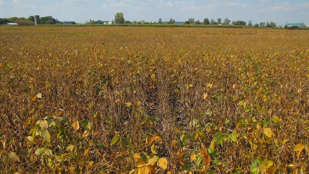 White mould control - Ontario Grain Farmer