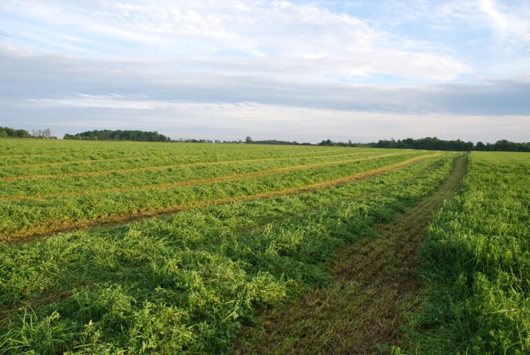 Alternative rotation options - Ontario Grain Farmer