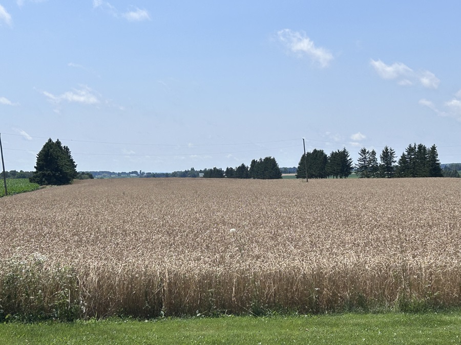 Agronomy Archives - Ontario Grain Farmer