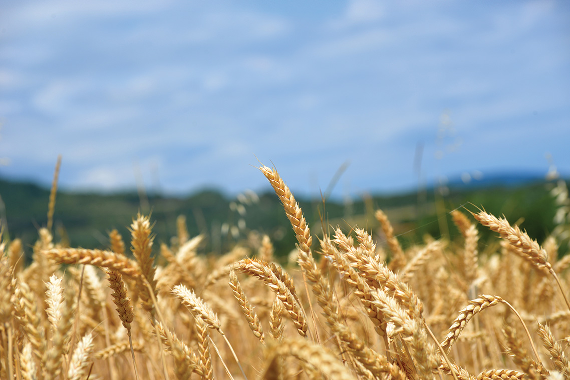 Grain grading - Ontario Grain Farmer