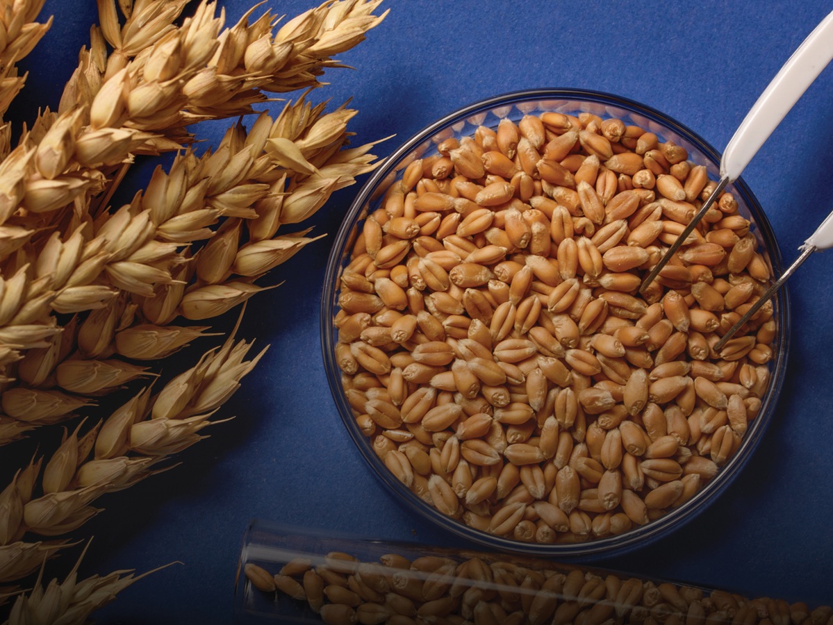 Expanding the wheat-breeding pipeline - Ontario Grain Farmer